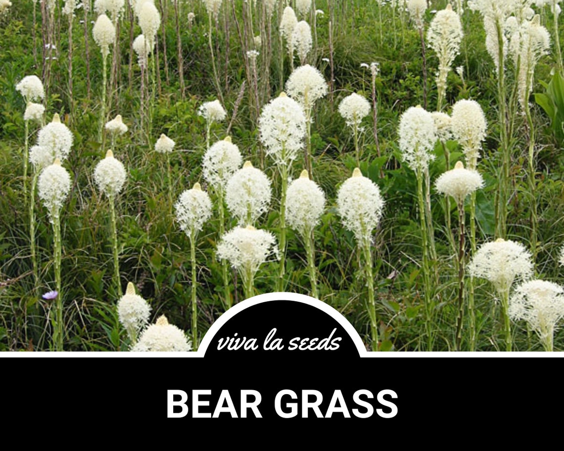 Beargrass | 50 Seeds | Heirloom Ornamental Grass | Native Wildflower ...