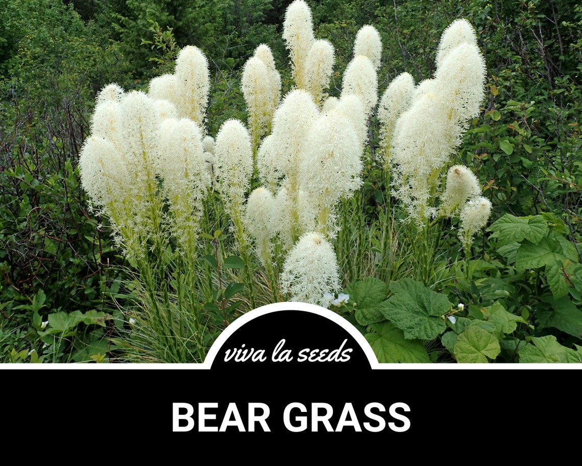 Beargrass | 50 Seeds | Heirloom Ornamental Grass | Native Wildflower ...