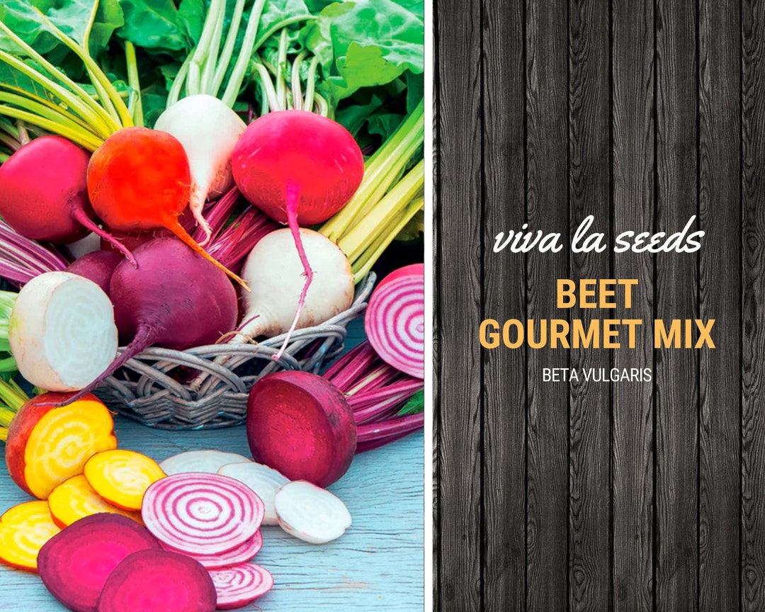 Beet Gourmet Mix 50 Seeds Heirloom Non-gmo Beta - Etsy
