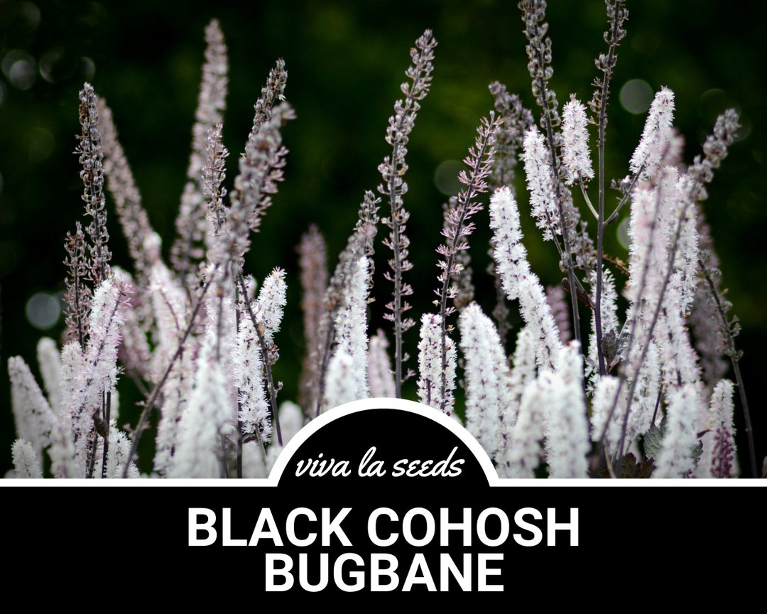 Black Cohosh | Bugbane | 25 Seeds | Medicinal | Culinary | Non GMO ...