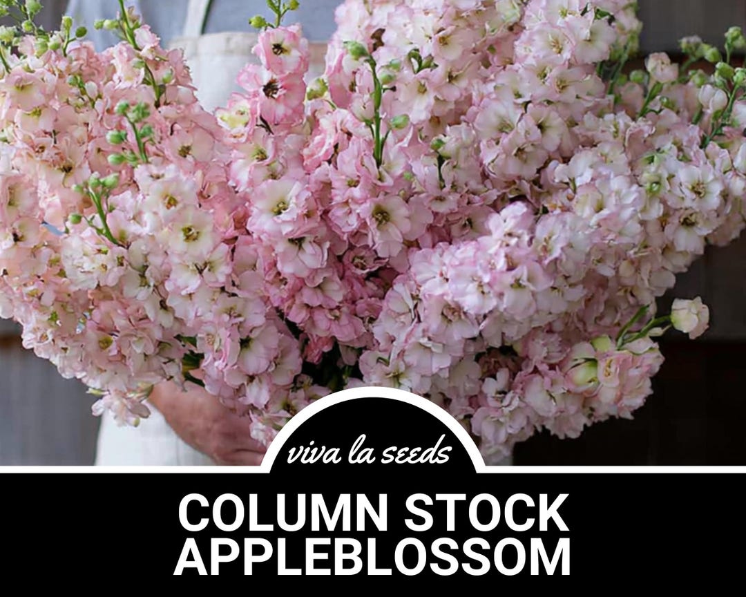 Column Stock, Appleblossom | 50 Seeds | Heirloom Flower | Fragrant ...