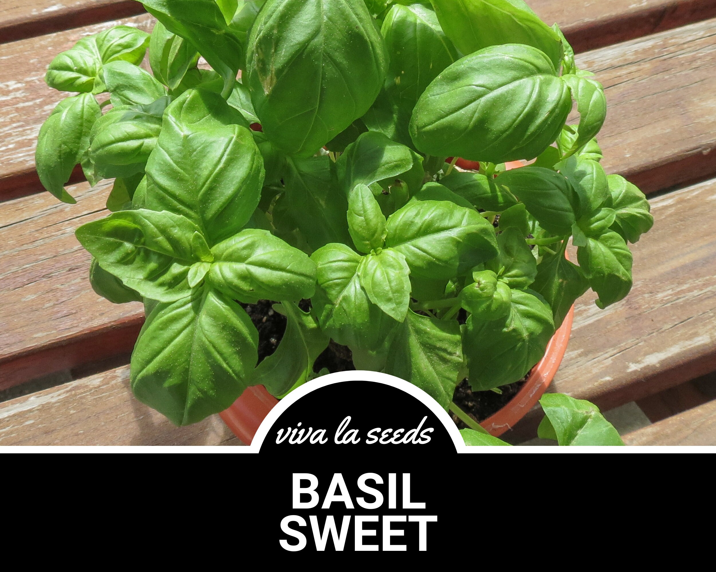 Basil, Sweet | 250 Seeds | Heirloom Herb | Medicinal & Culinary Plant ...