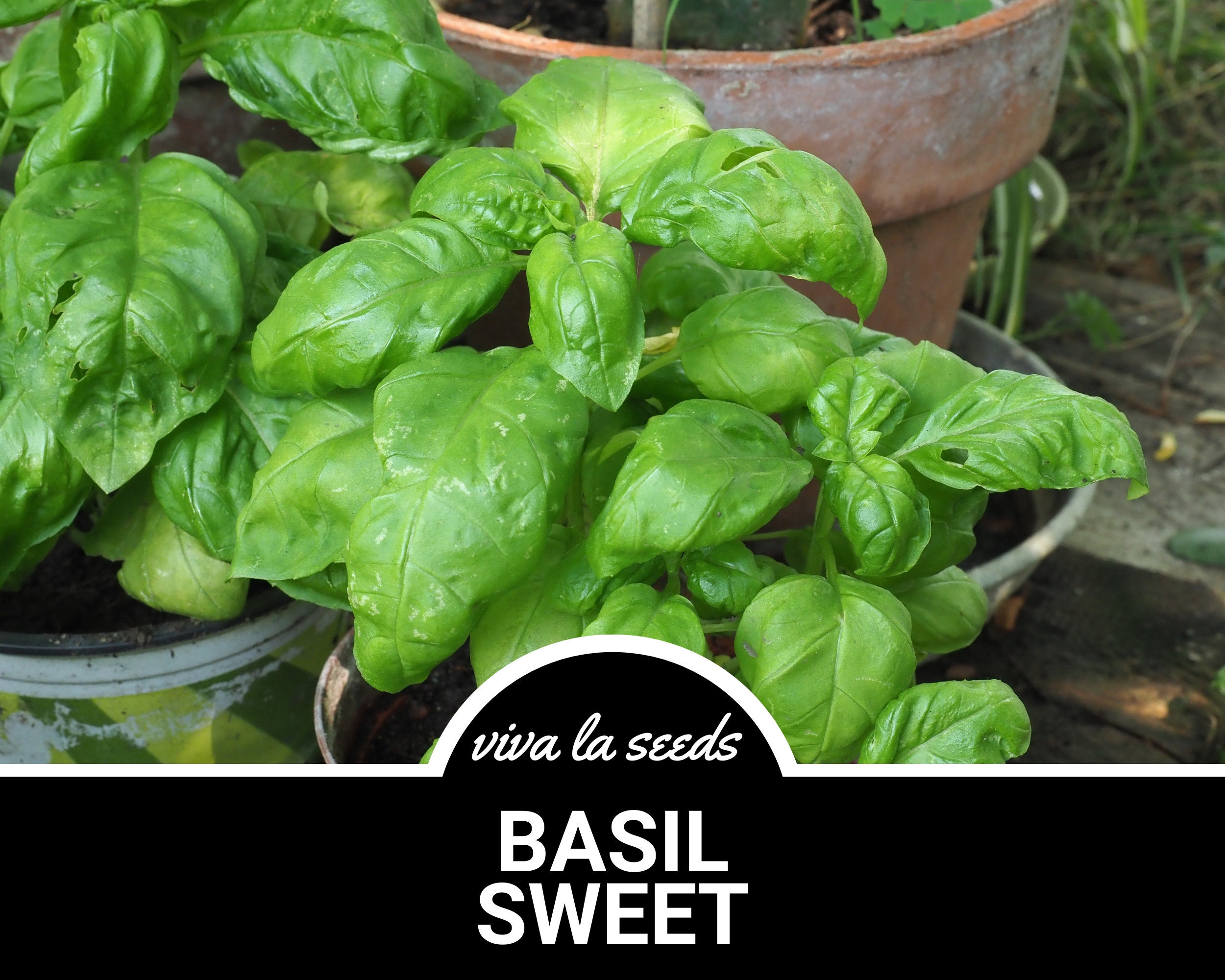 Basil, Sweet | 250 Seeds | Heirloom Herb | Medicinal & Culinary Plant ...