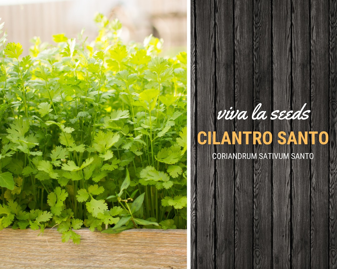 Cilantro coriander Santo 100 Seeds Medicinal Culinary - Etsy