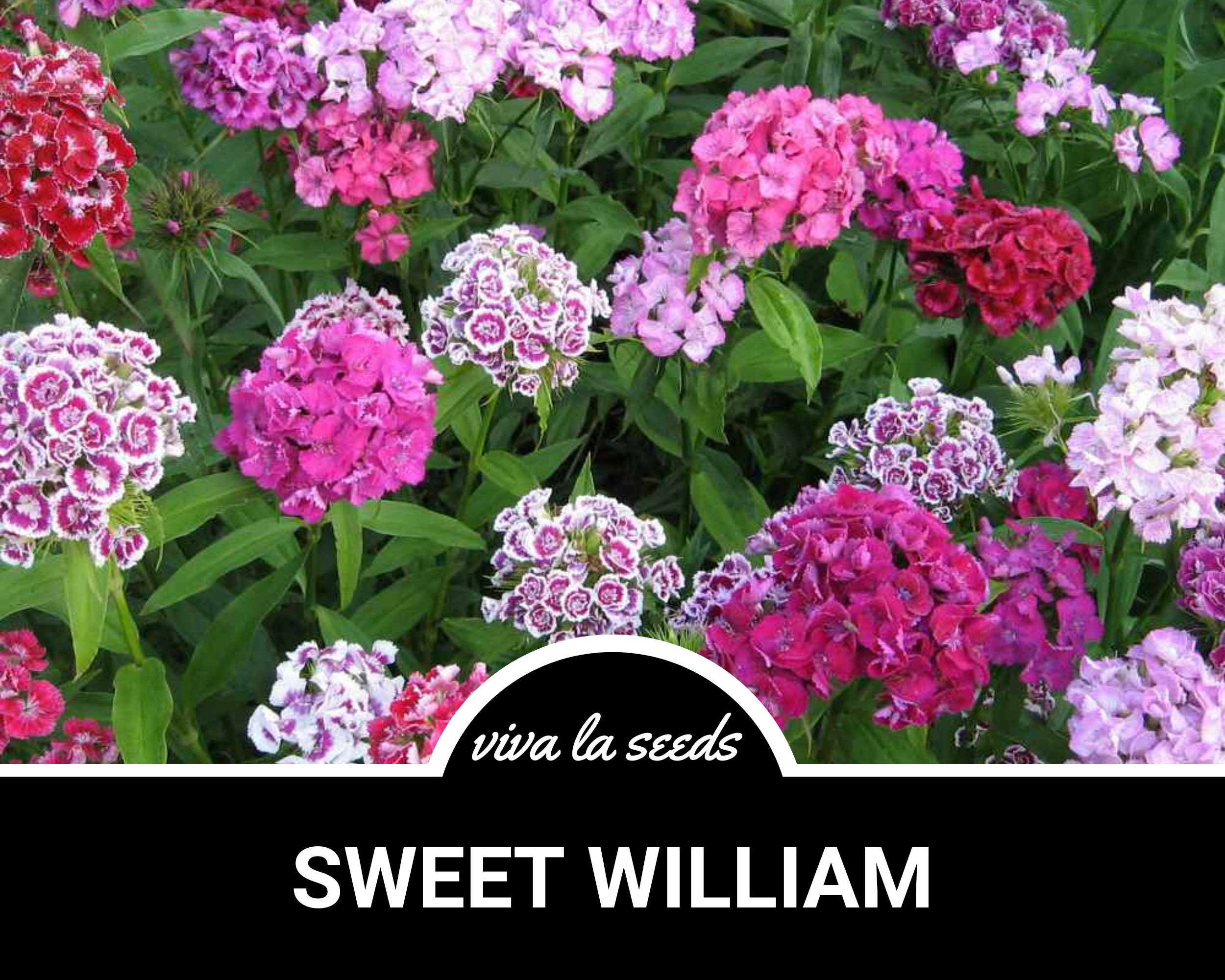Sweet William Mix | 250 Seeds | Heirloom Flower | Fragrant & Vibrant ...