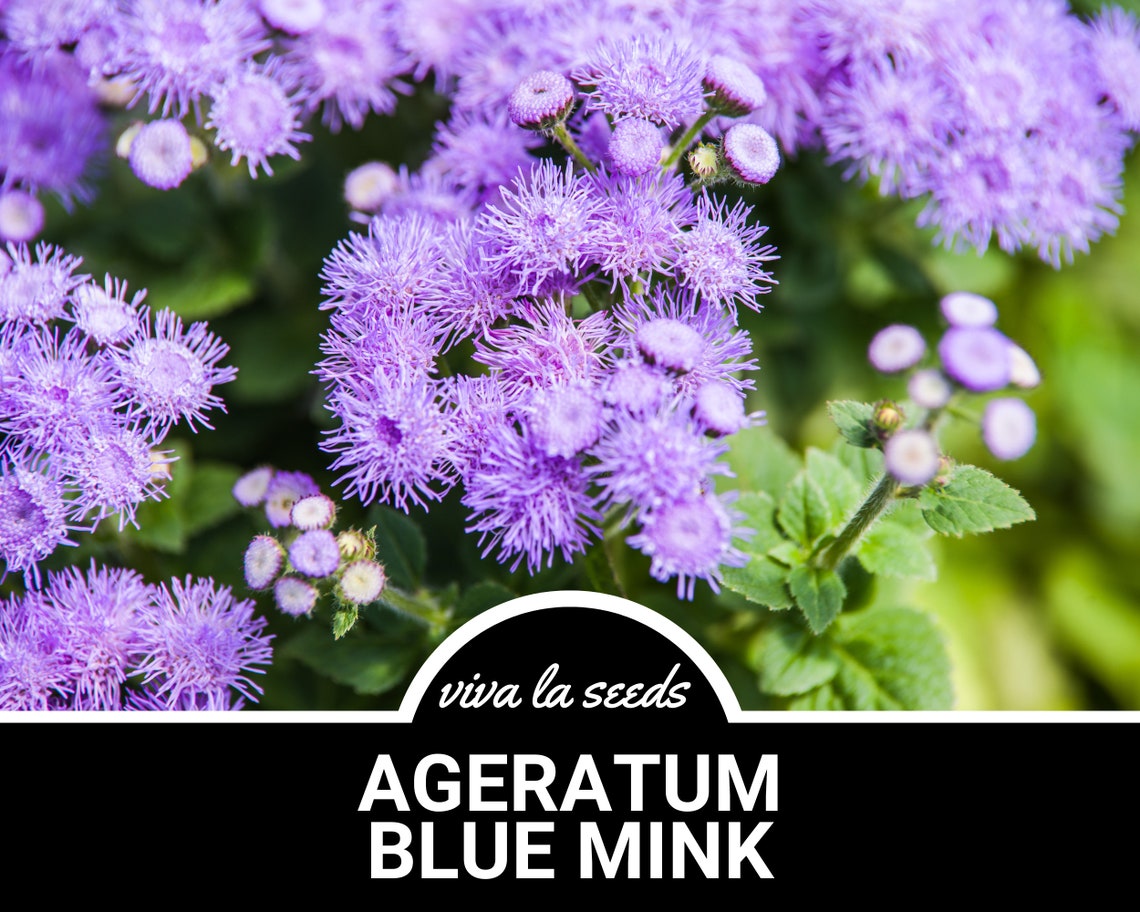 Ageratum, Blue Mink | 100 Seeds | Annual Dwarf Flower | Blue Blooms ...
