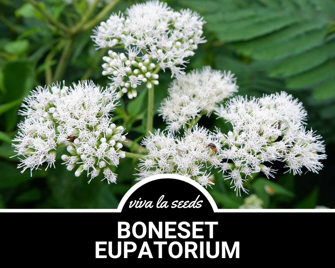 Boneset (eupatorium) | 100 Seeds | Heirloom | Non-gmo | Eupatorium ...