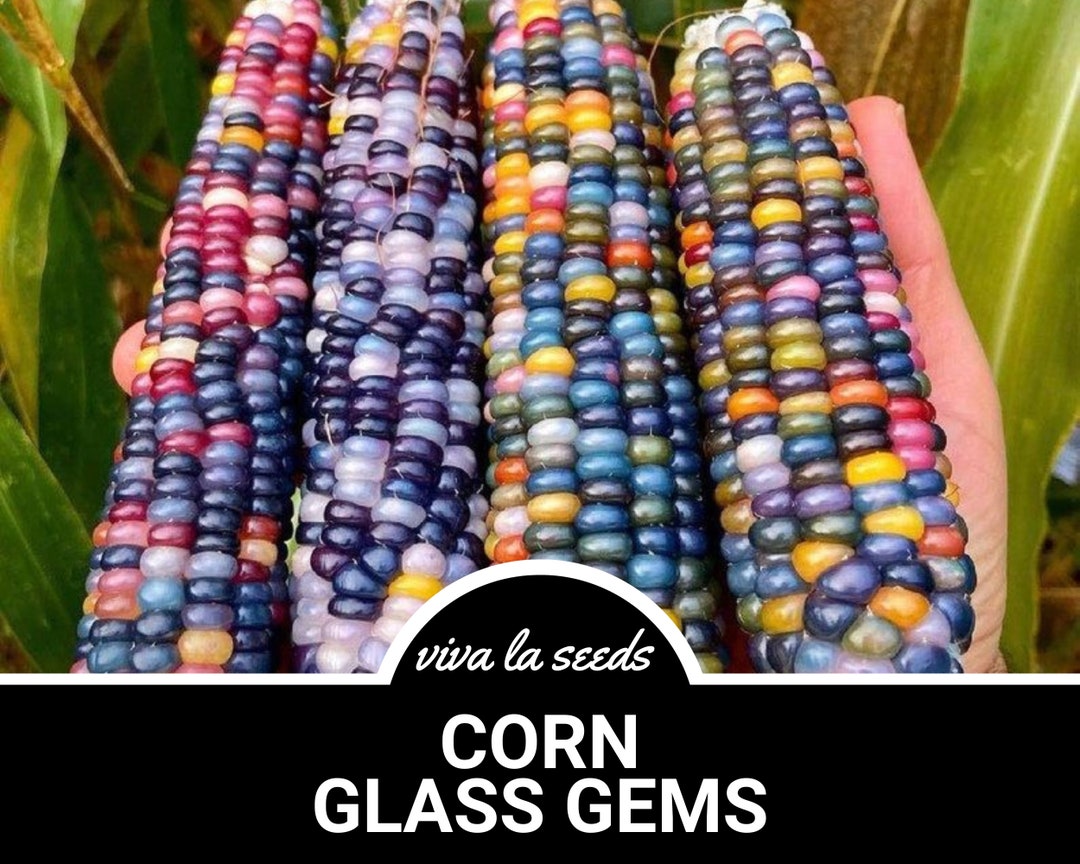 Corn, Glass Gems | 30 Seeds | Heirloom | Non-gmo | Decorative | Zea Mays - Etsy