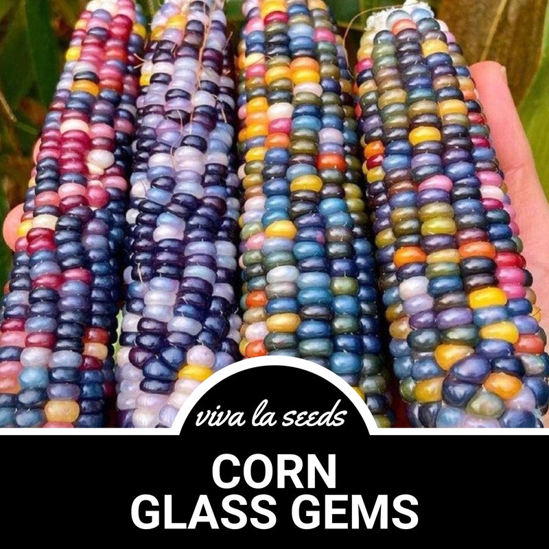 Glass Gem Corn - Etsy