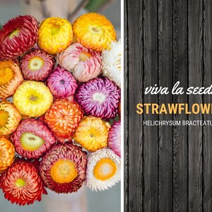 Strawflower Mix 200 Seeds Super Easy to Grow Non-gmo - Etsy