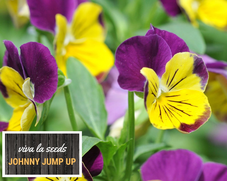 Viola, Johnny Jump up | 200 Seeds | Beautiful Medicinal Flowers | Non ...