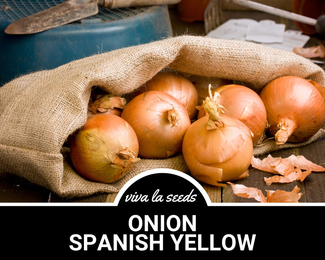 Onion, Spanish Yellow | 200 Seeds | Heirloom Vegetable | Open ...