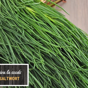Saltwort - Salsola | 50 Seeds | Medicinal & Culinary Herb | Japanese ...