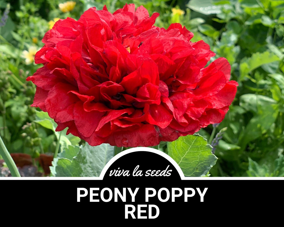 Peony Poppy, Red | 100 Seeds | Heirloom Flower | Double Red Blooms ...