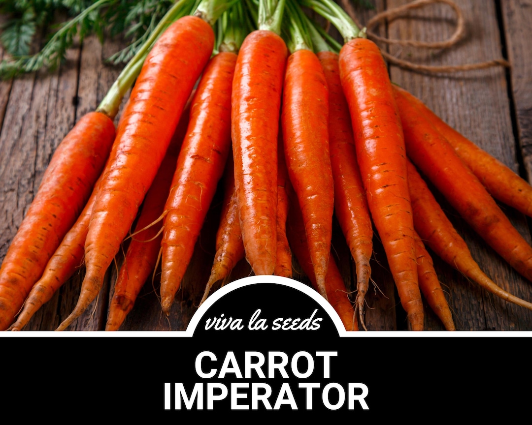 Carrot, Imperator | 250 Seeds | Heirloom Vegetable | Long, Straight ...