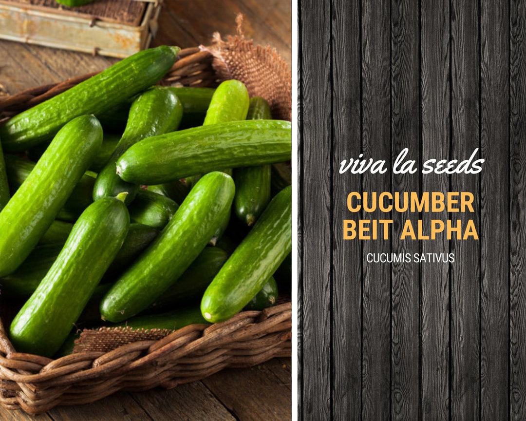 Cucumber Beit Alpha 30 Seeds Heirloom Vegetable Open - Etsy