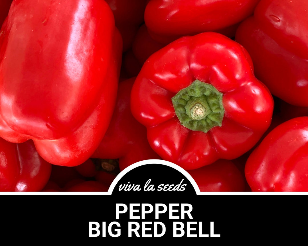 Pepper, Big Red Bell | 30 Seeds | Easy to Grow | Heirloom | Non-gmo ...