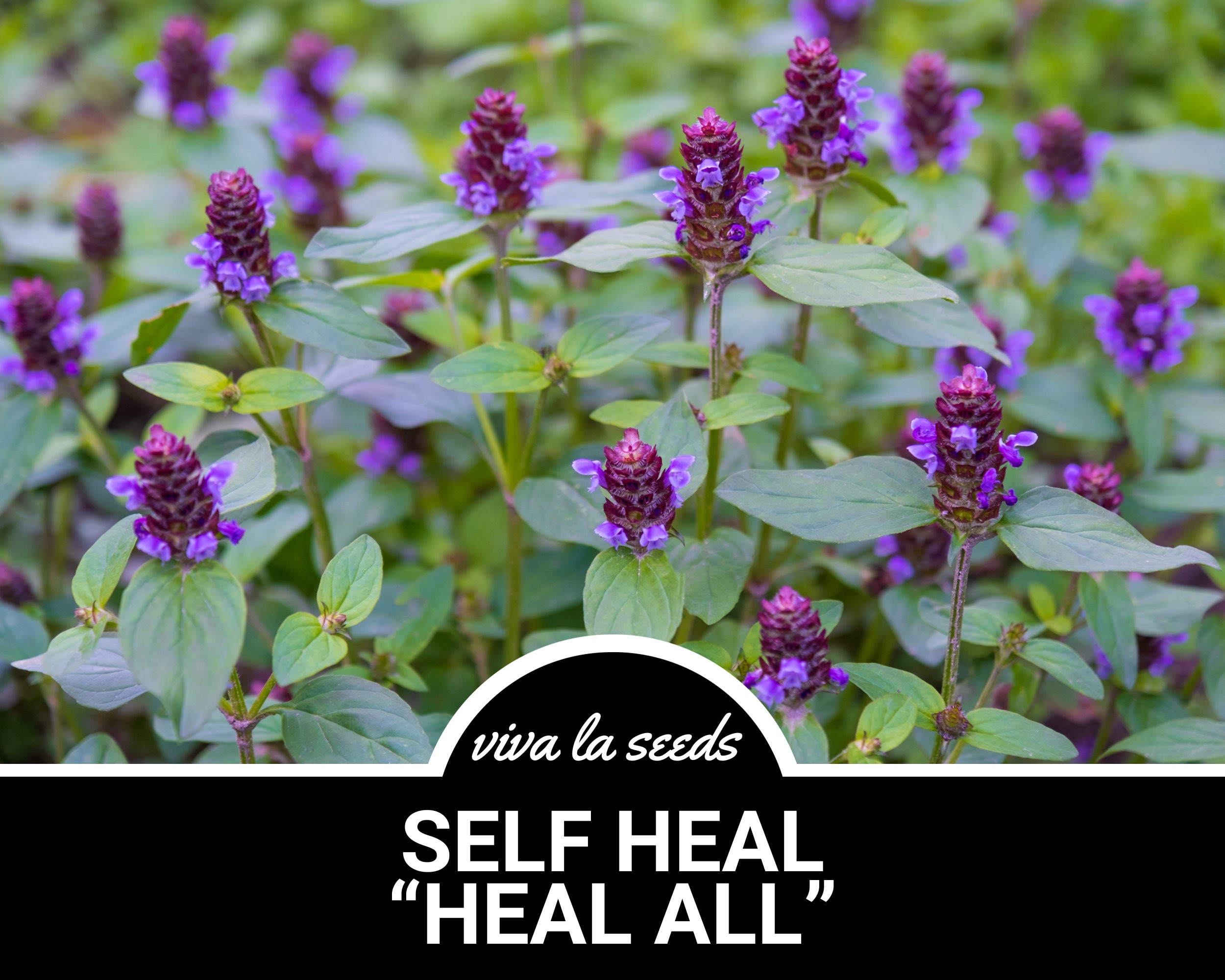 Self Heal | Heal All | 50 Seeds | Medicinal Herb | Easy to Grow | Non ...