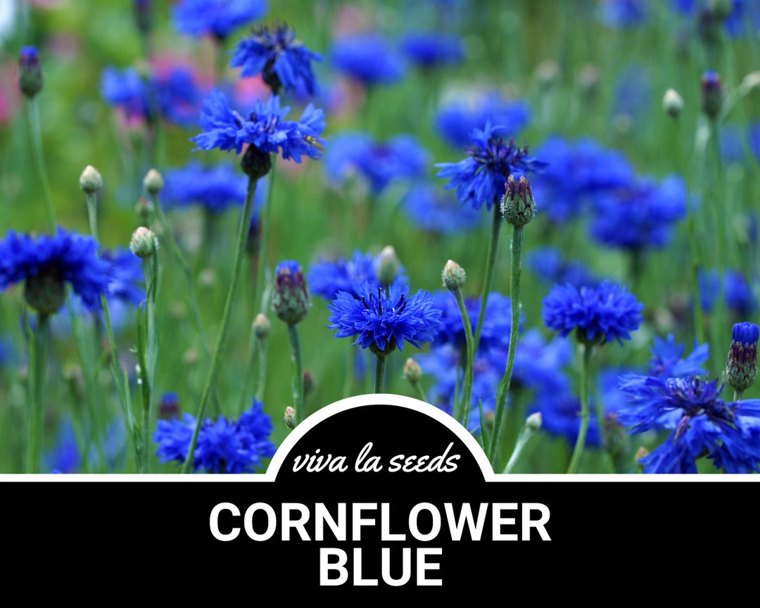 Cornflower, Blue (bachelor's Button) | 100 Seeds | Medicinal Herb | Non ...