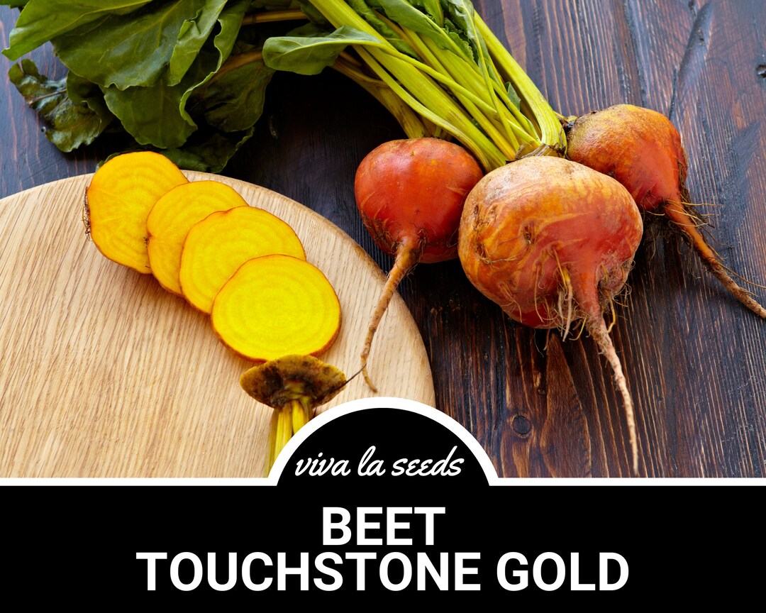 Beet, Touchstone Gold | 25 Seeds | Heirloom | Non-gmo | Open Pollinated ...