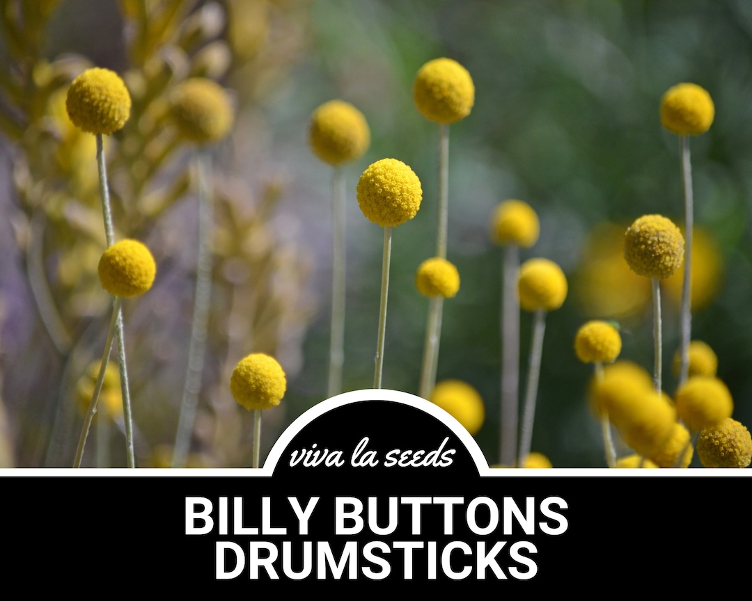 Billy Buttons | Drumsticks | 50 Seeds | Heirloom | Non-gmo | Craspedia ...