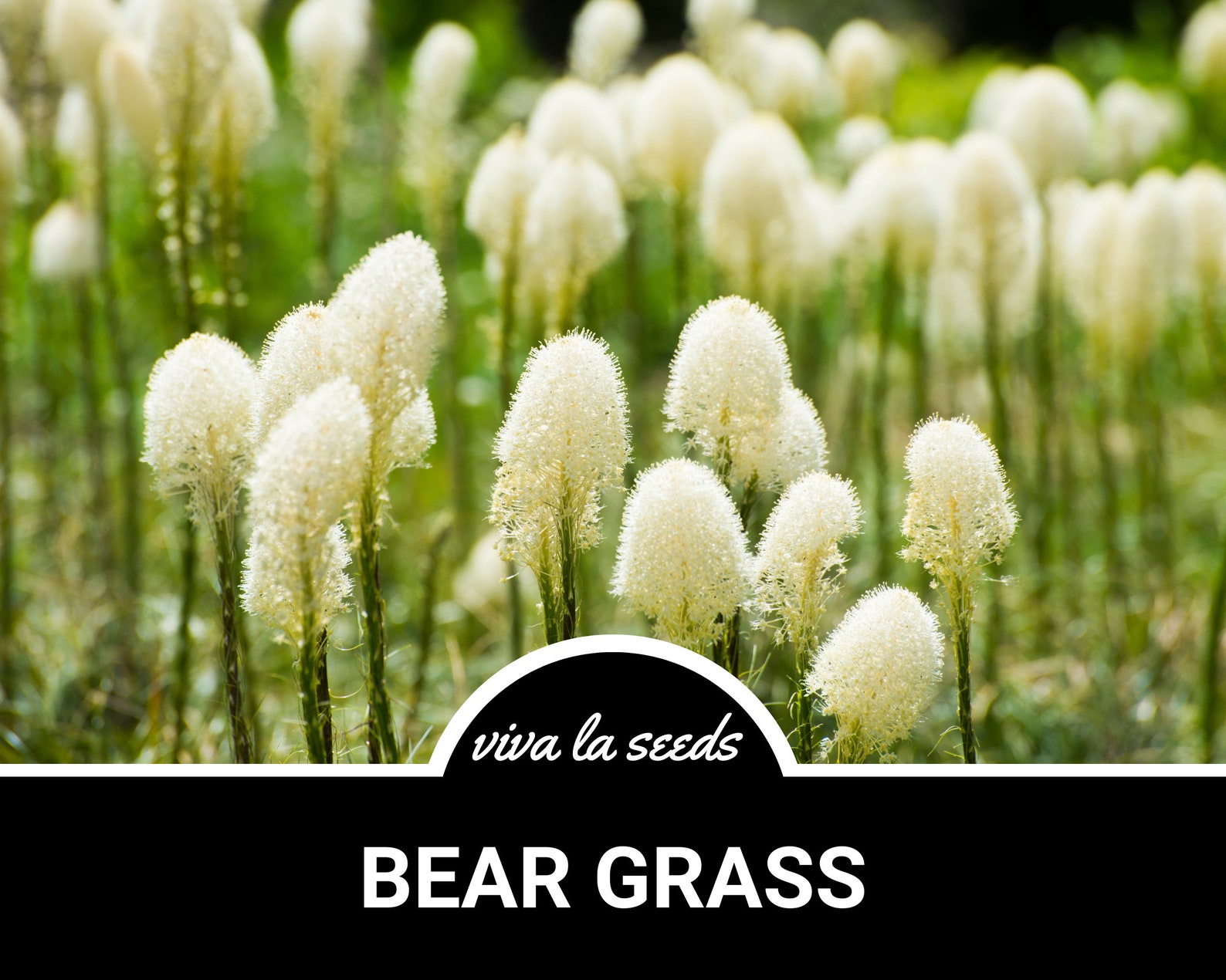 Beargrass | 50 Seeds | Heirloom Ornamental Grass | Native Wildflower ...