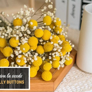 Billy Buttons | Drumsticks | 50 Seeds | Heirloom | Non-gmo | Craspedia ...