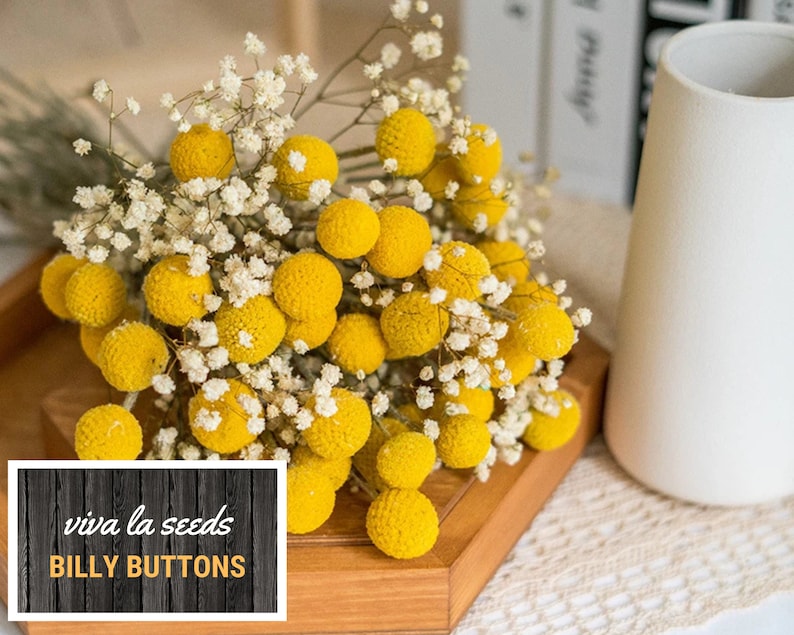 Billy Buttons | Drumsticks | 50 Seeds | Heirloom | Non-gmo | Craspedia ...