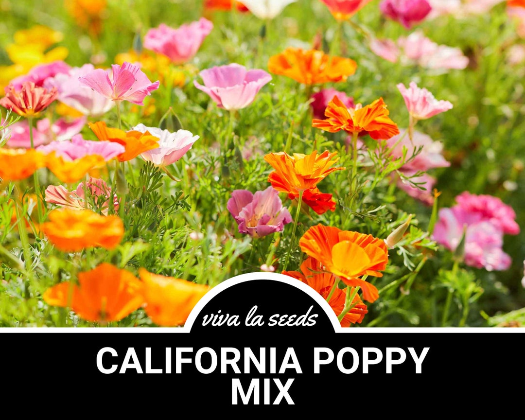 Poppy, California Mix | 200 Seeds | Medicinal Herb | Heirloom | Non GMO ...
