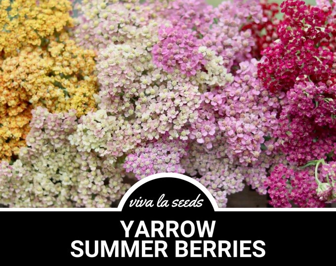USA SELLER Summer Berries Mix Yarrow Seeds 100 Seeds HEIRLOOM Achillea ...