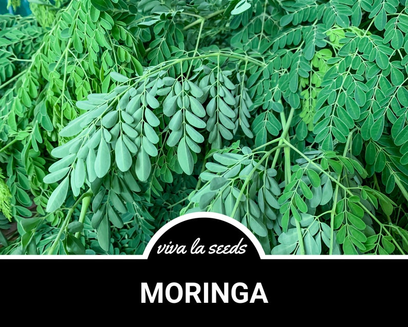 Moringa, Tree of Life | 10 Seeds | Heirloom | Miracle Tree | Drumstick ...