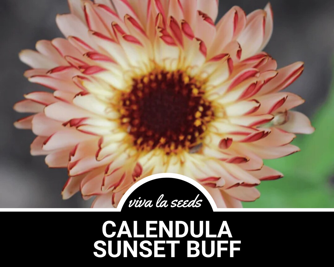 Calendula, Sunset Buff | 50 Seeds | Medicinal Herb | Heirloom | Non GMO ...