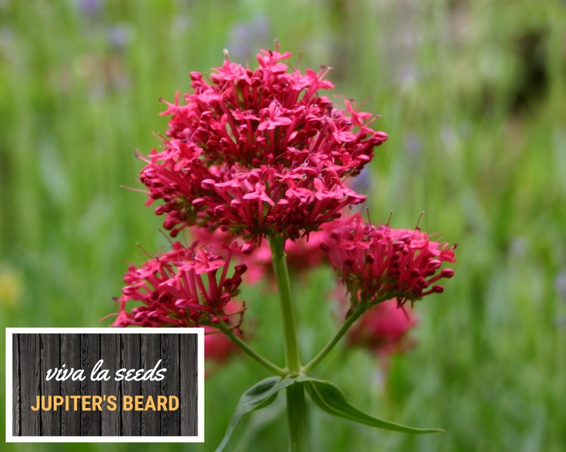 Jupiter's Beard, Red | 50 Seeds | Longtime Blooms and Pollinator ...