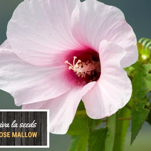 Hibiscus, Rose Mallow | Halberd-leaved | 25 Seeds | Heiroom | Non-gmo ...