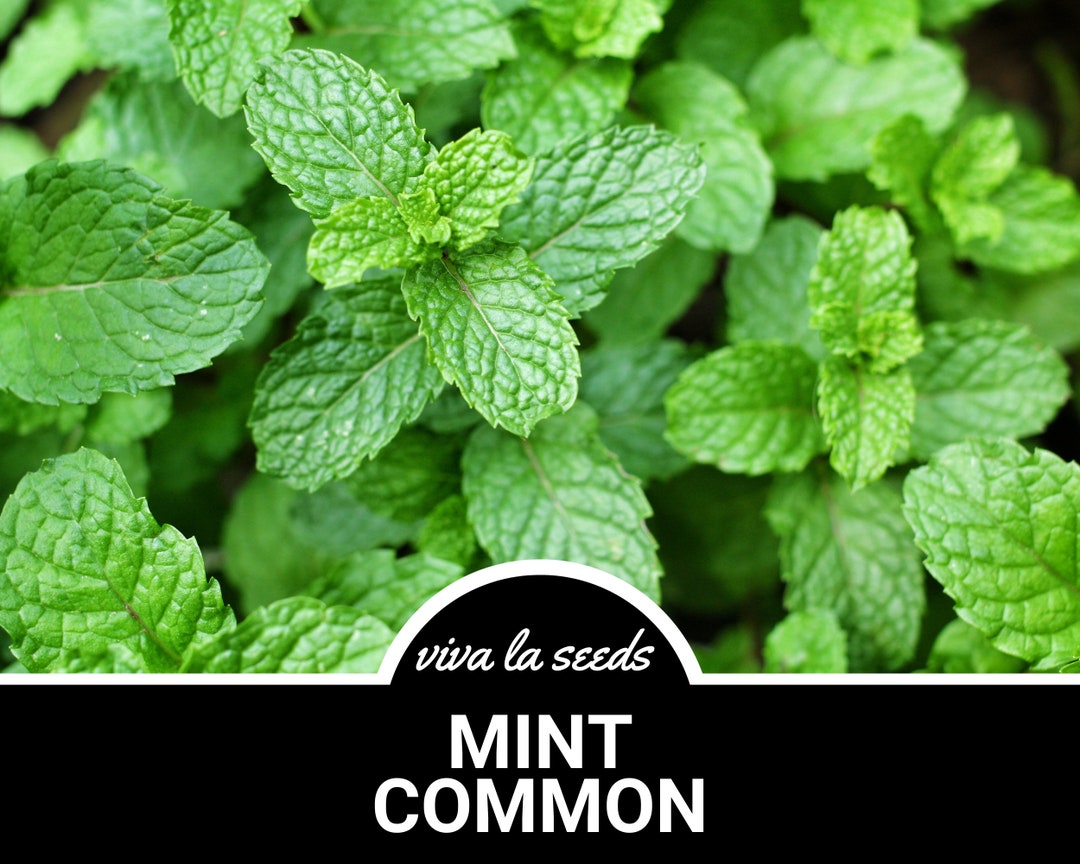 Mint, Common | 100 Seeds | Medicinal | Culinary Herb | Heirloom ...