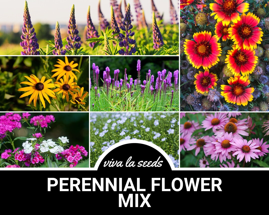 Wildflower Mix, Perennial 15 Varieties Mix 1000 Seeds Stunning Flowers ...