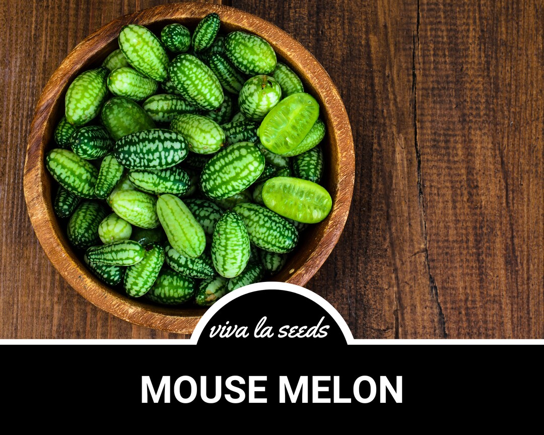 Mouse Melon | Cucumelon | 10 Seeds | Heirloom | Non-gmo | Melothria Scabra - Etsy