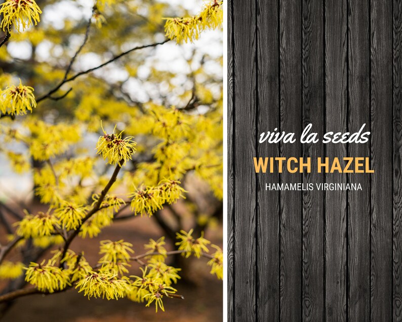 Witch Hazel 5 Seeds Medicinal Beautiful Fragrant Blooms | Etsy