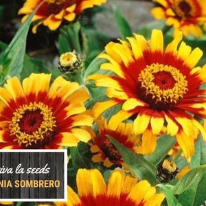 Zinnia, Sombrero | 50 Seeds | Easy to Grow | Non GMO | Zinnia Elegans ...