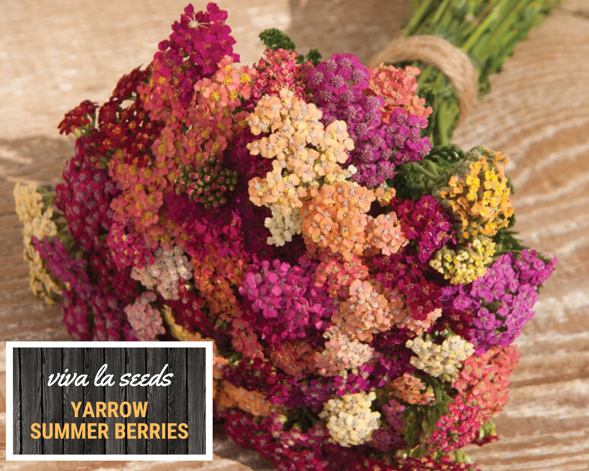 Yarrow Summer Berries 50 Seeds Medicinal Herb Non GMO | Etsy