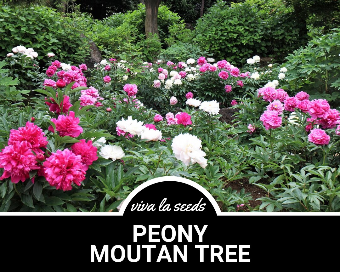 Peony, Moutan Tree | 10 Seeds | Heirloom Perennial Shrub | Culinary ...