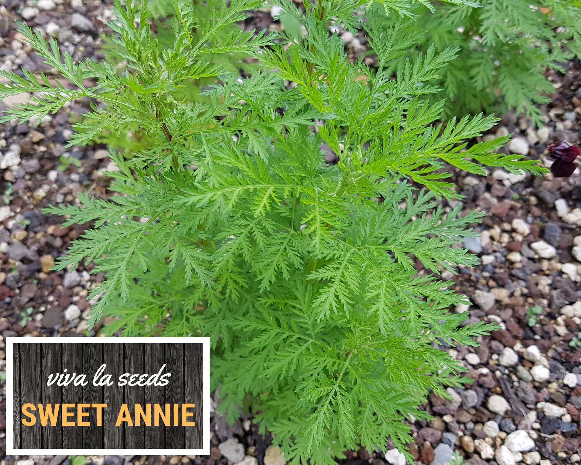 Sweet Annie 50 Seeds Medicinal Herb Non GMO Artemisia | Etsy