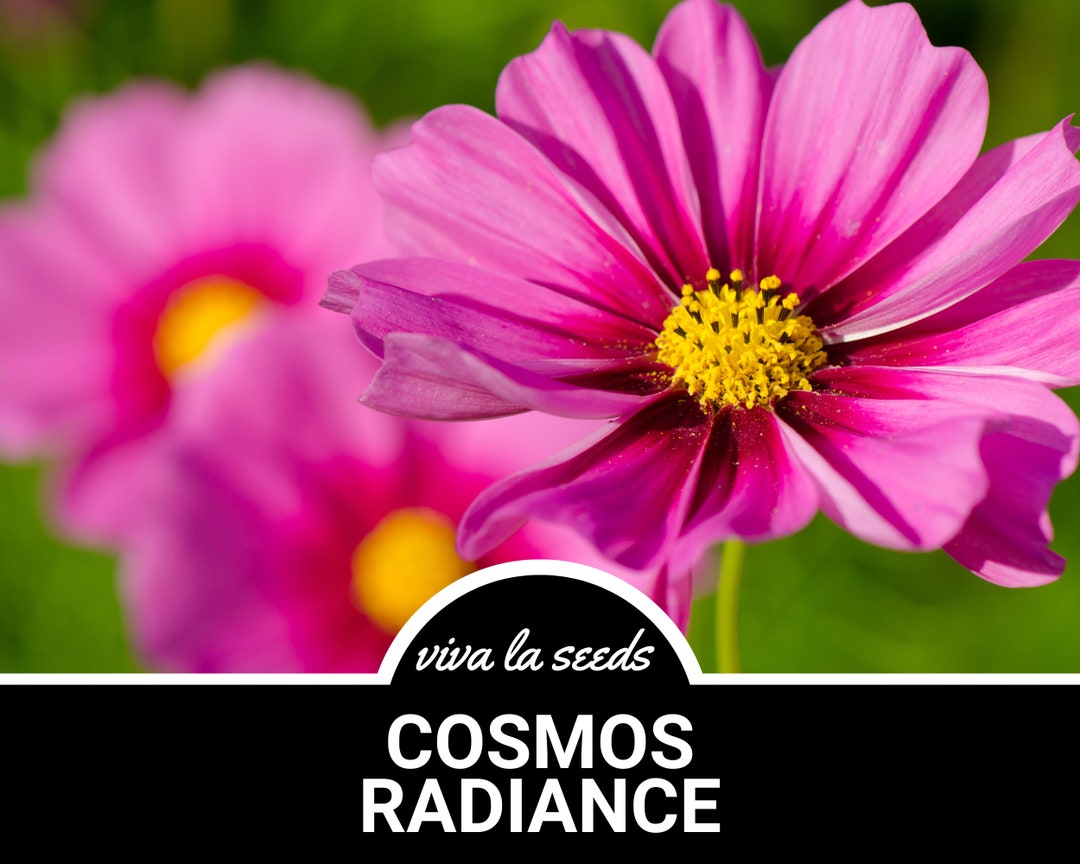 Cosmos, Radiance | 100 Seeds | Heirloom Annual Flower | Stunning Blooms ...
