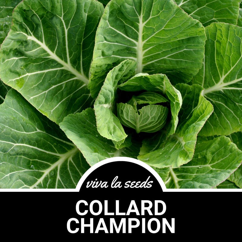 Rare Vegetable Seeds - Etsy