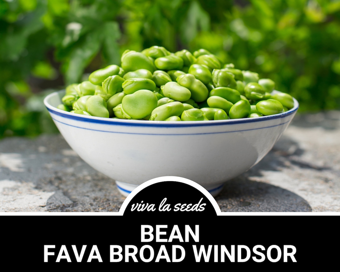 Bean, Fava Broad Windsor | 10 Seeds | Heirloom | Non-gmo | Open ...