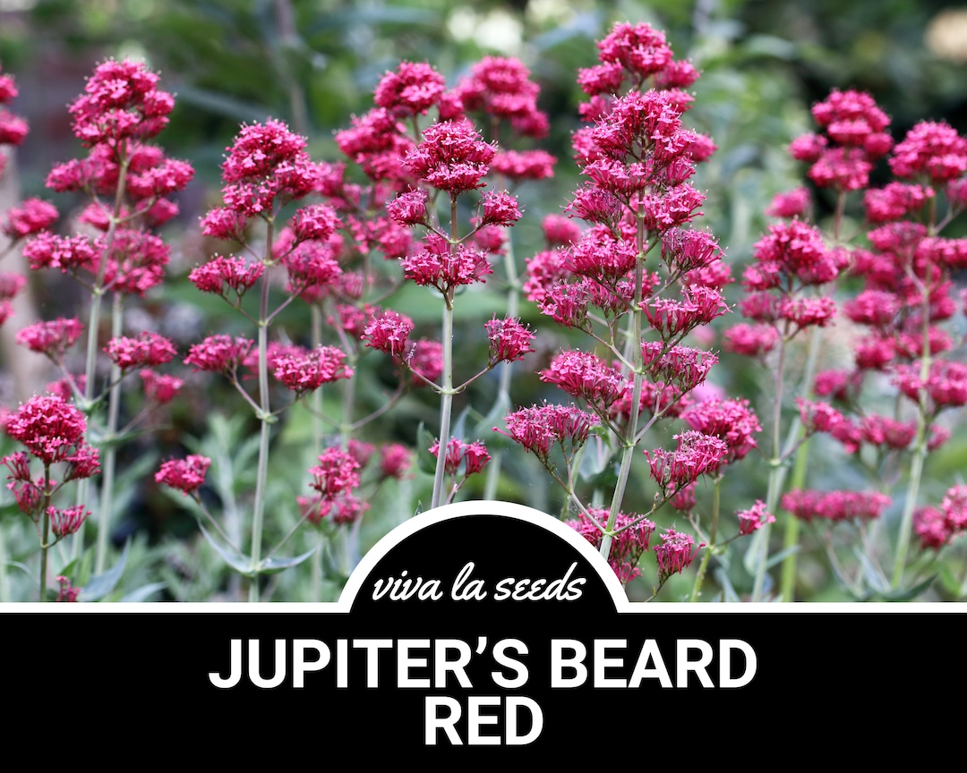 Jupiter's Beard, Red | 50 Seeds | Longtime Blooms and Pollinator ...