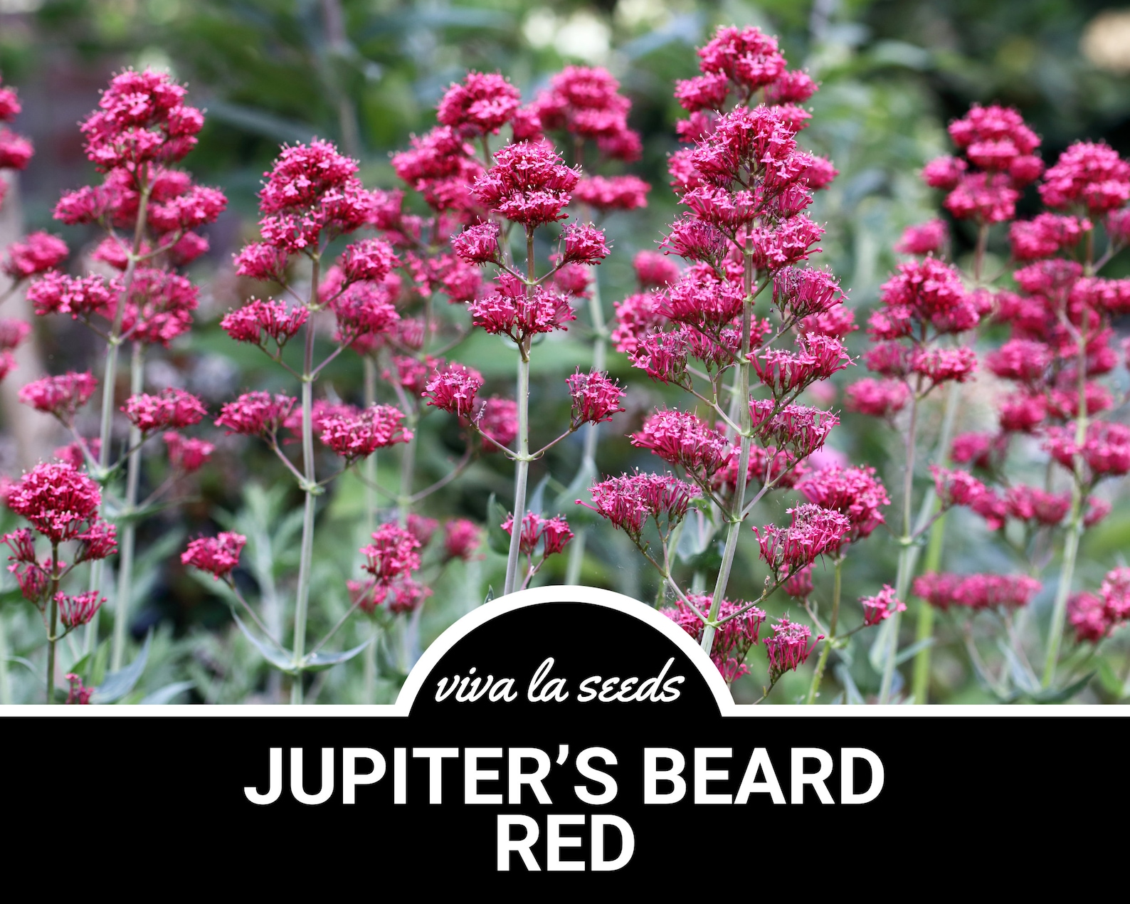 Jupiter's Beard, Red | 50 Seeds | Longtime Blooms and Pollinator ...