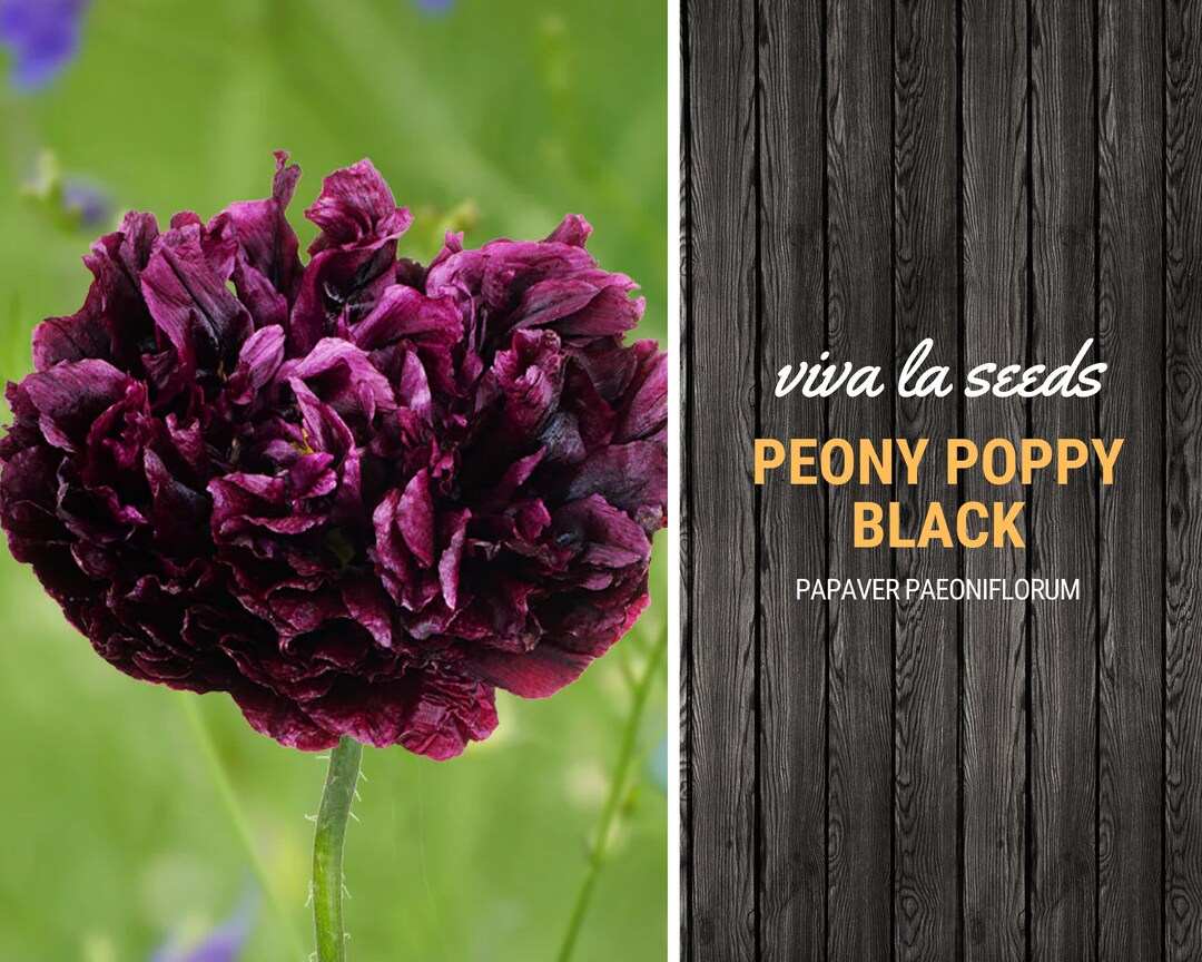 Peony Poppy Black 100 Seeds Stunning Poppy Look Papaver - Etsy