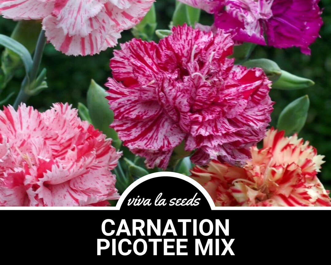 Carnation, Chabaud Picotee Mix | 25 Seeds | Heirloom Flower | Easy to ...
