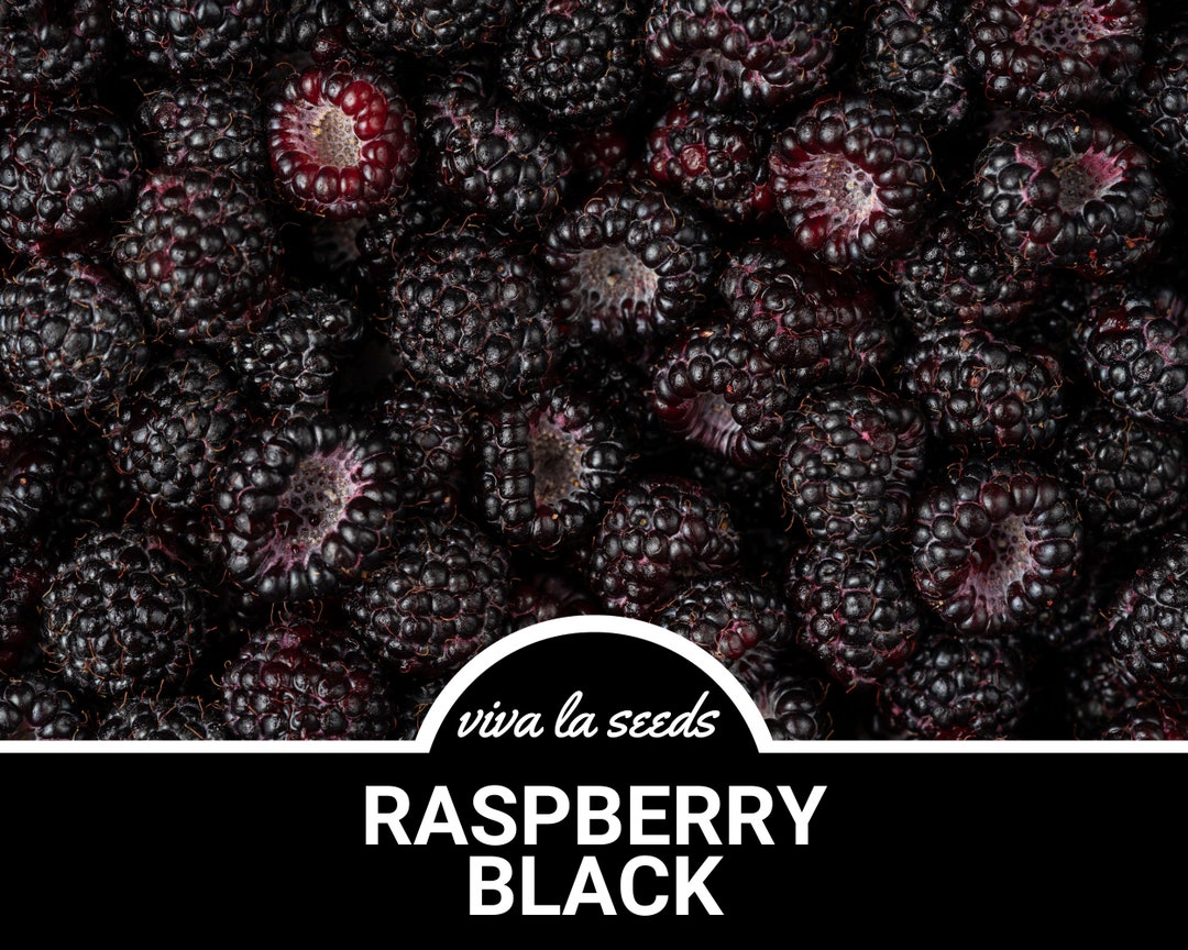 Raspberry, Black | 30 Seeds | Heirloom | Non-gmo | Rubus Occidentalis ...